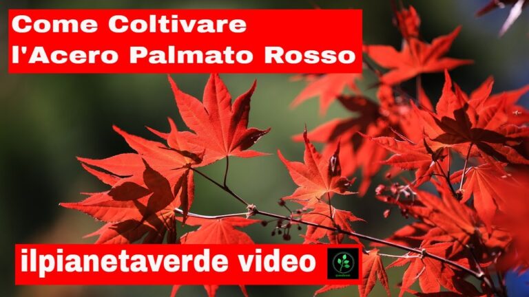 Acerum Palmatum: Guida alla Coltivazione e Cura | Actualizado diciembre ...
