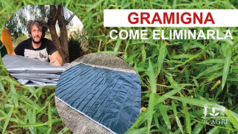 Eliminare la Gramigna Naturalmente: Metodi Efficaci Senza Diserbante ...