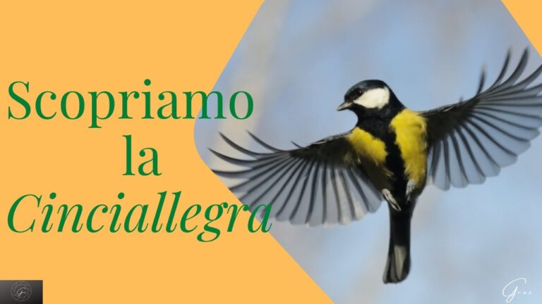 Distinguere Cinciallegra Maschio e Femmina: Guida Pratica | Actualizado ...