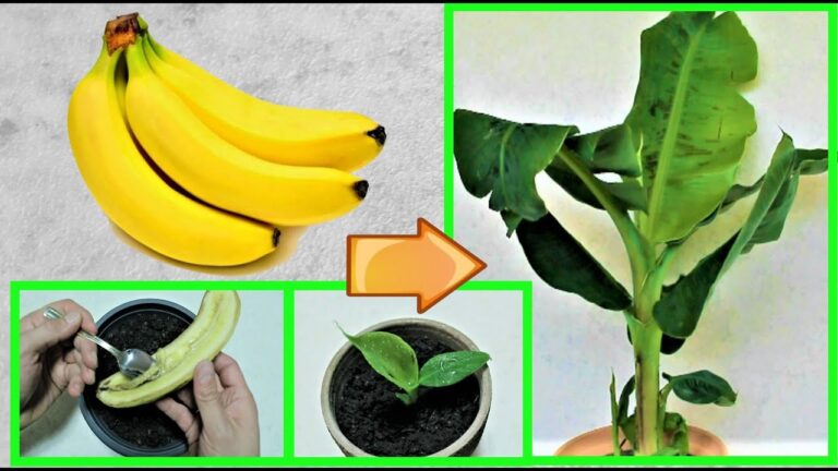 Guida Pratica su Come Piantare un Banano | Actualizado diciembre 2025