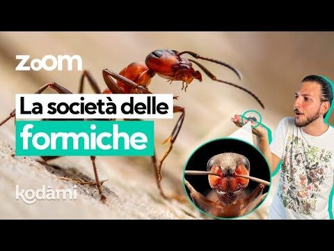 Le Formiche Più Attive: Caratteristiche e Comportamenti | Actualizado ...